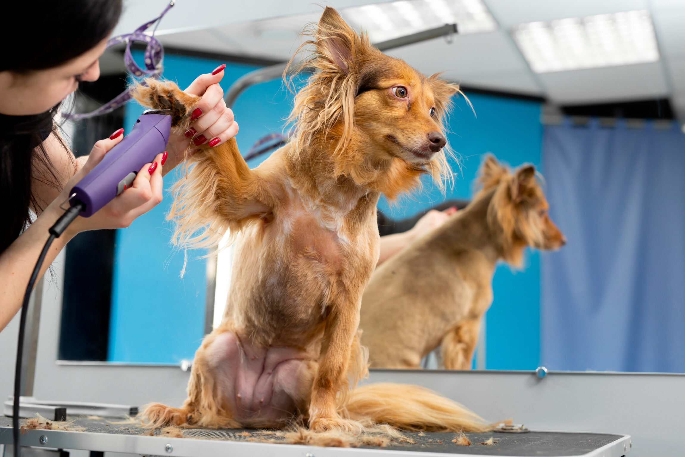 Hundefriseur - Friseur DE